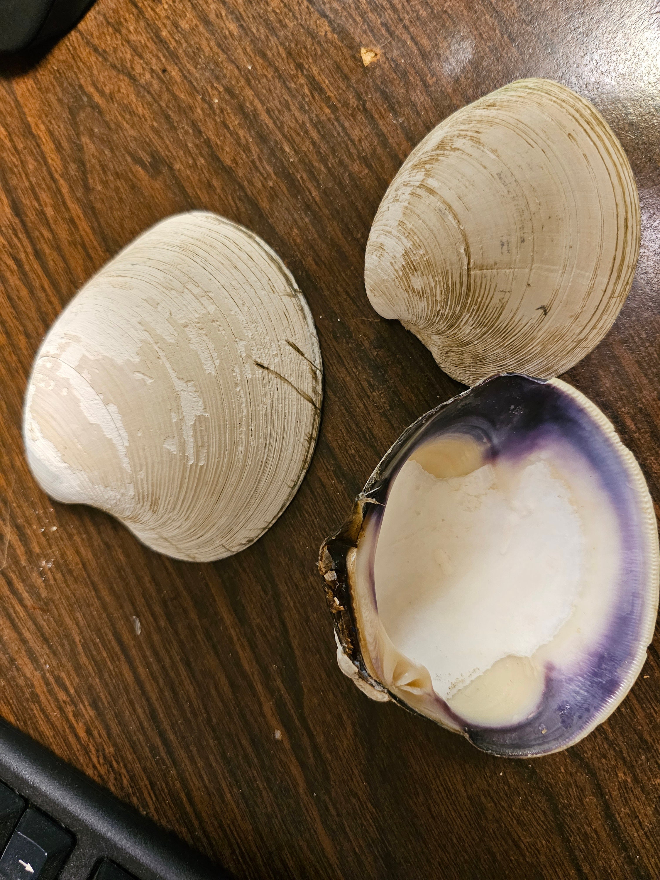 Med to Large Quahog Clam Shells- 10. (wampum Shells) - Etsy