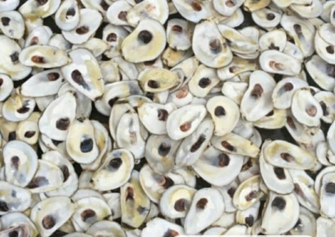 Bulk Oyster Shell Flats - 100 - Etsy