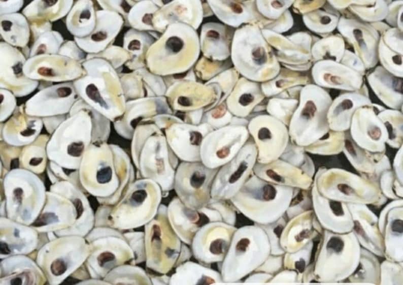 Bulk Oyster Shell Flats - 100 - Etsy