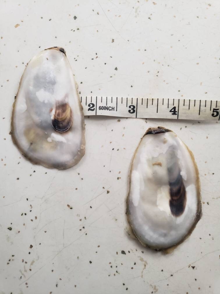 Bulk Oyster Shell Flats - 100 - Etsy