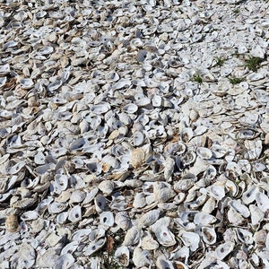 Bulk Oyster Shell Flats - 100 - Etsy