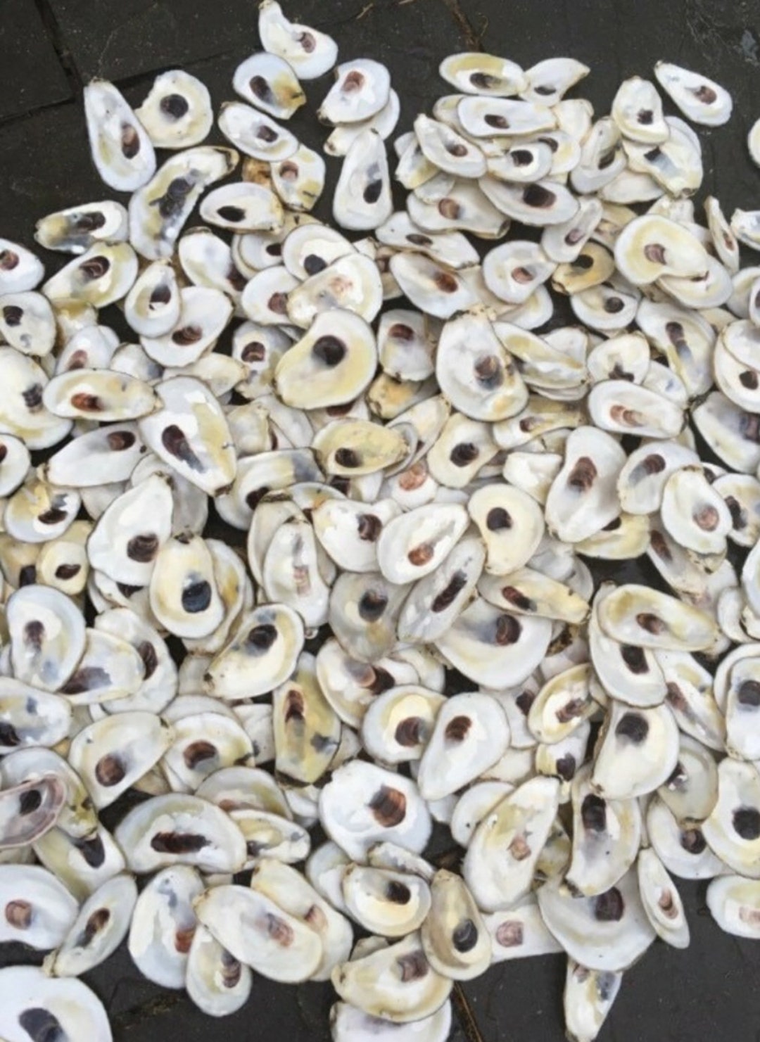 Oyster Shell Flats - 20 - Etsy