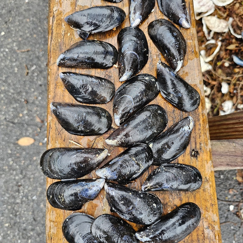 Mussel Shells - Etsy