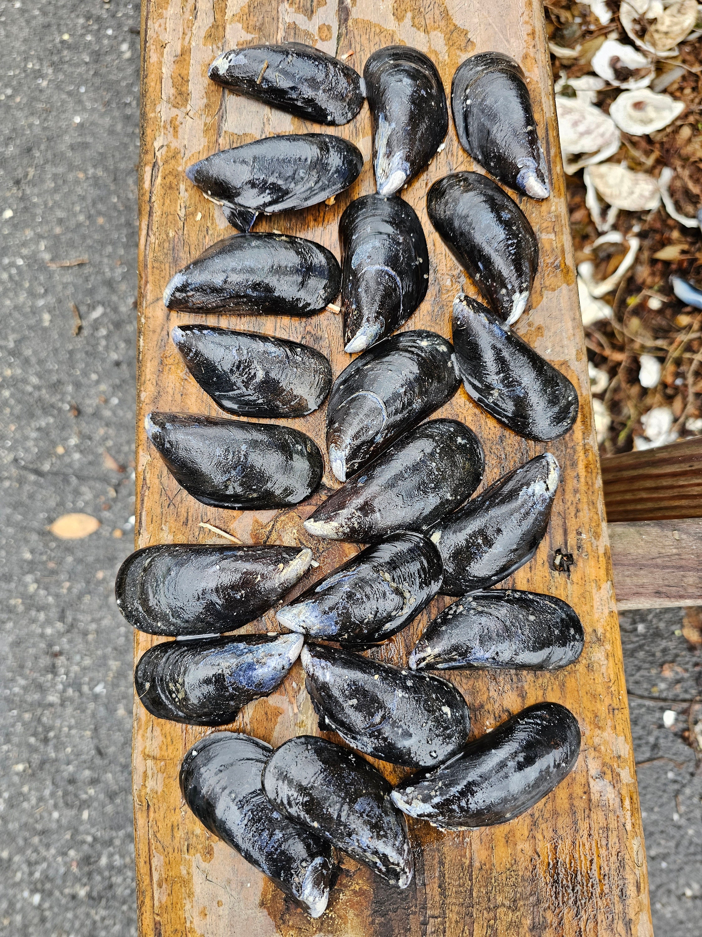 Chatham Mussel Shells- 20 - Etsy