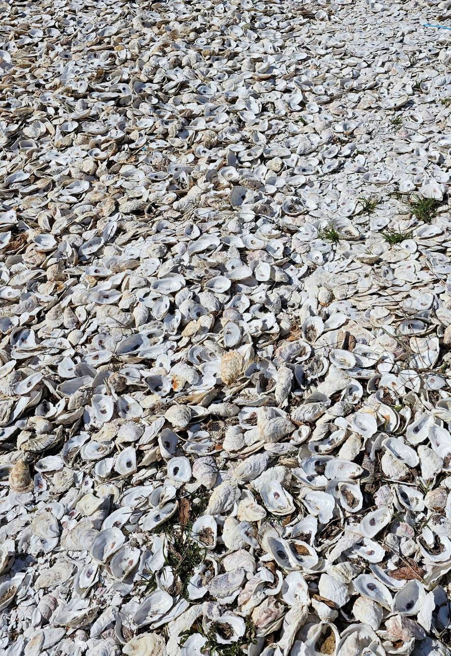 Bulk Oyster Shell Flats- 500 - Etsy