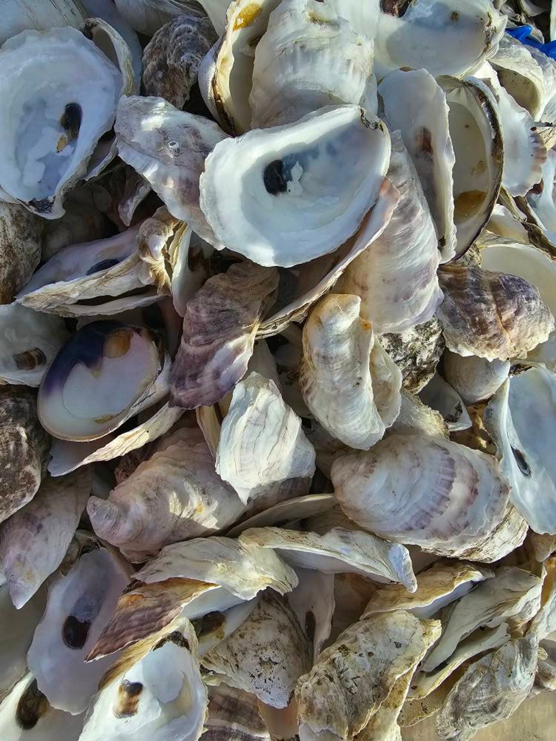 Oyster Shells - 20 - Etsy