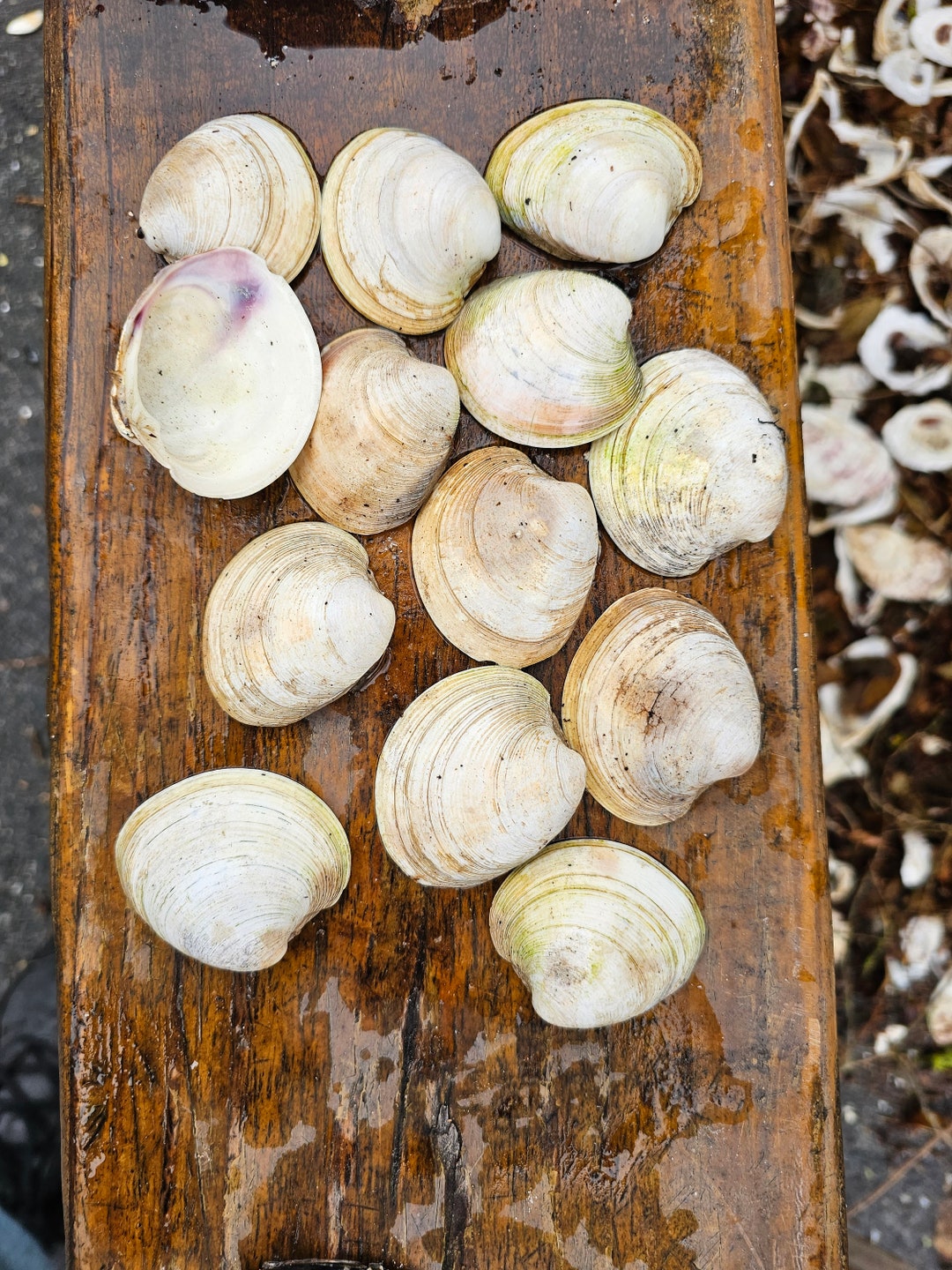 Small Little Neck Clam Shells- 20 - Etsy