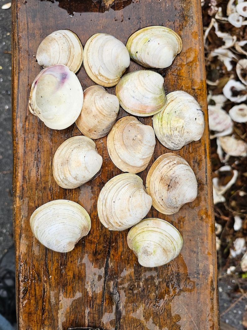 Small Little Neck Clam Shells- 20 - Etsy