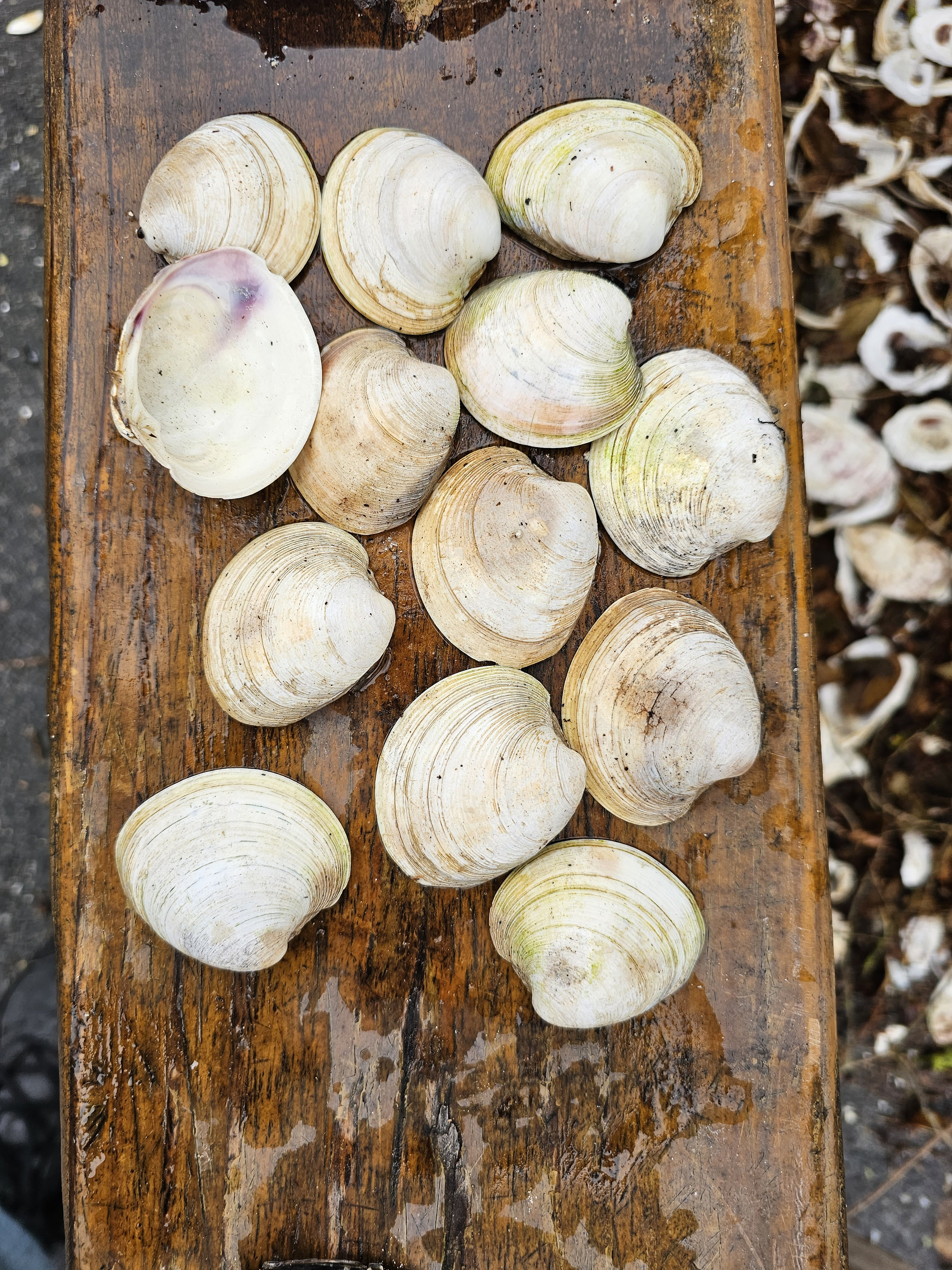 Small Little Neck Clam Shells- 20 - Etsy