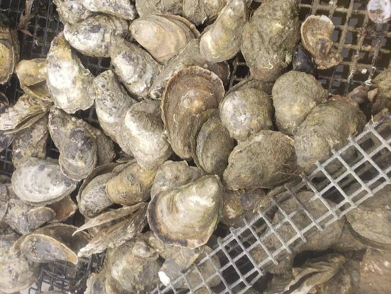 Bulk Oyster Shell Flats - 100 - Etsy
