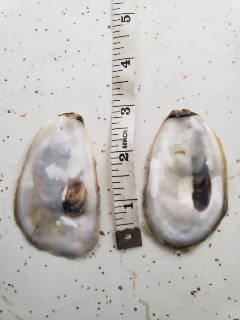 Bulk Oyster Shell Flats- 500 - Etsy