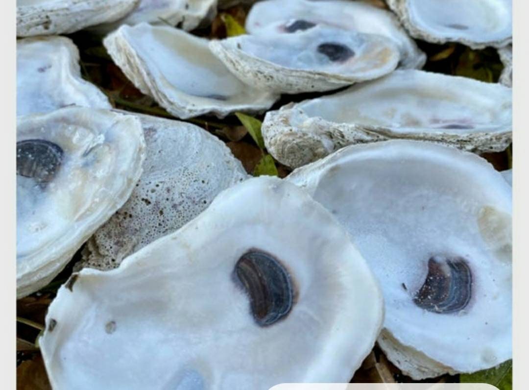 Bulk Oyster Shells- 100 - Etsy