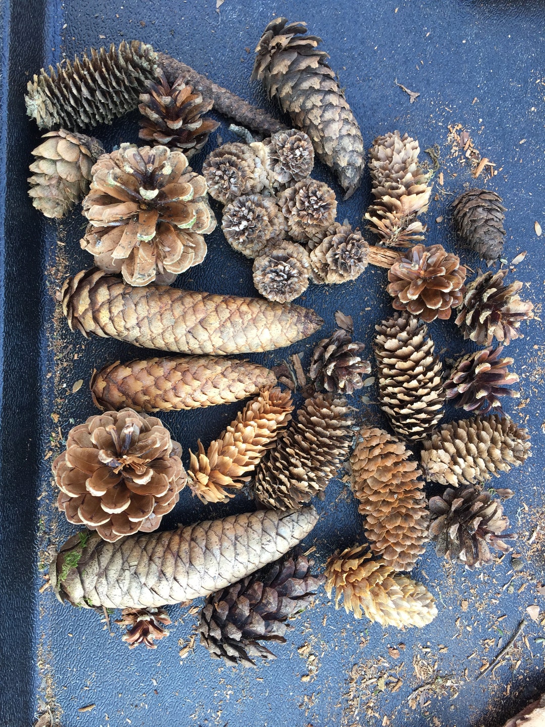 MIXED PINE CONES (pack of 30) - Etsy UK