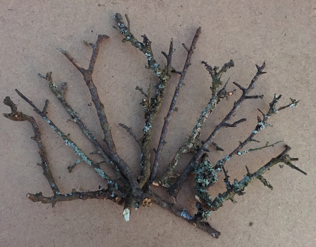 Blackthorn Twigs Bundle of 10 - Etsy