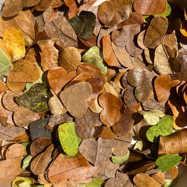 Leaf Confetti - Etsy UK