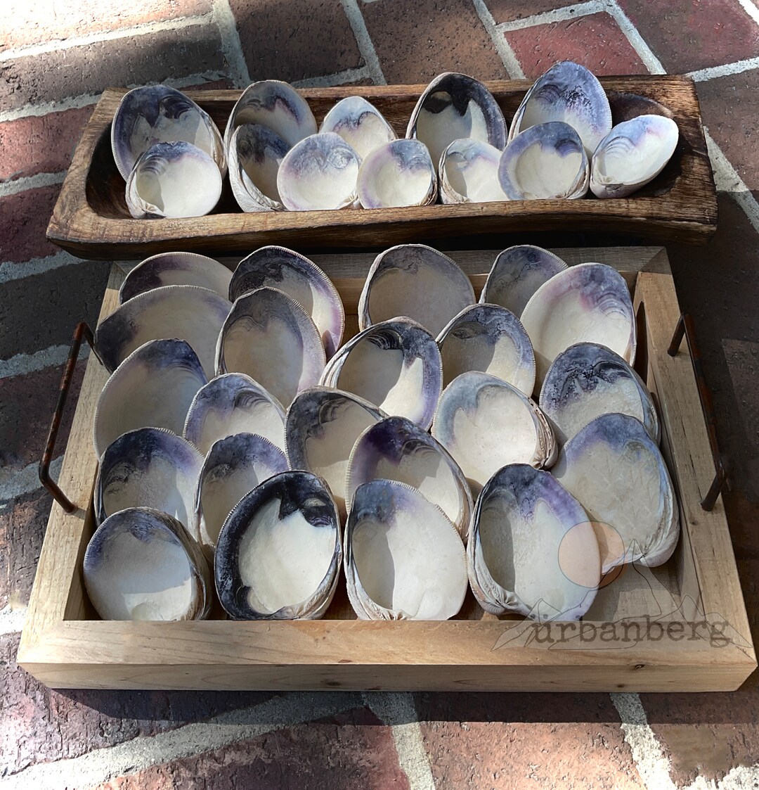 10 Quahog Clam Natural Seashells With Purple Wampum | Bulk Craft Blanks ...