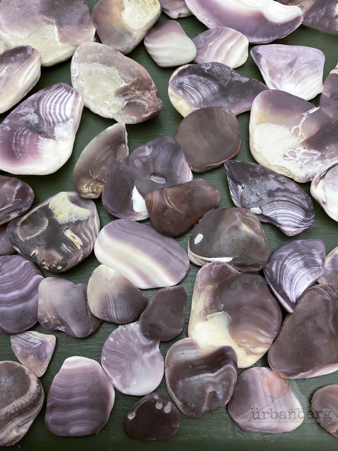 Wampum Quahog Clam Shell Natural Purple Chunks Pieces Beach Ocean ...