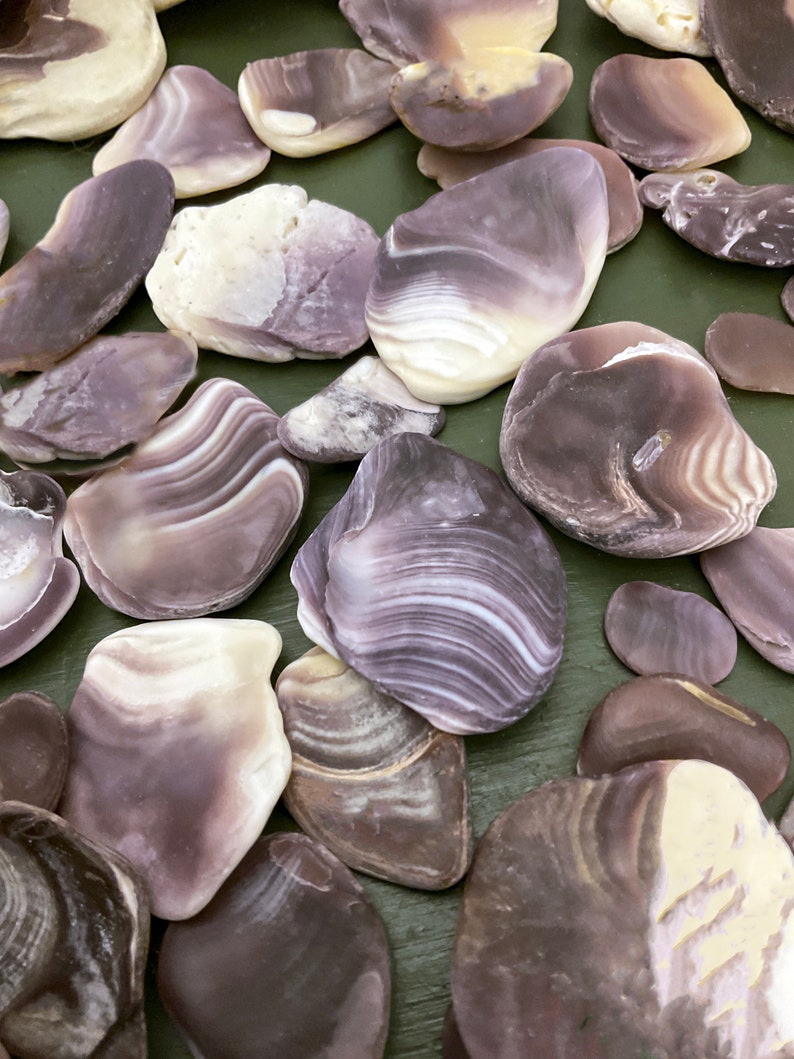 Wampum Quahog Clam Shell Natural Purple Chunks Pieces Beach Ocean ...