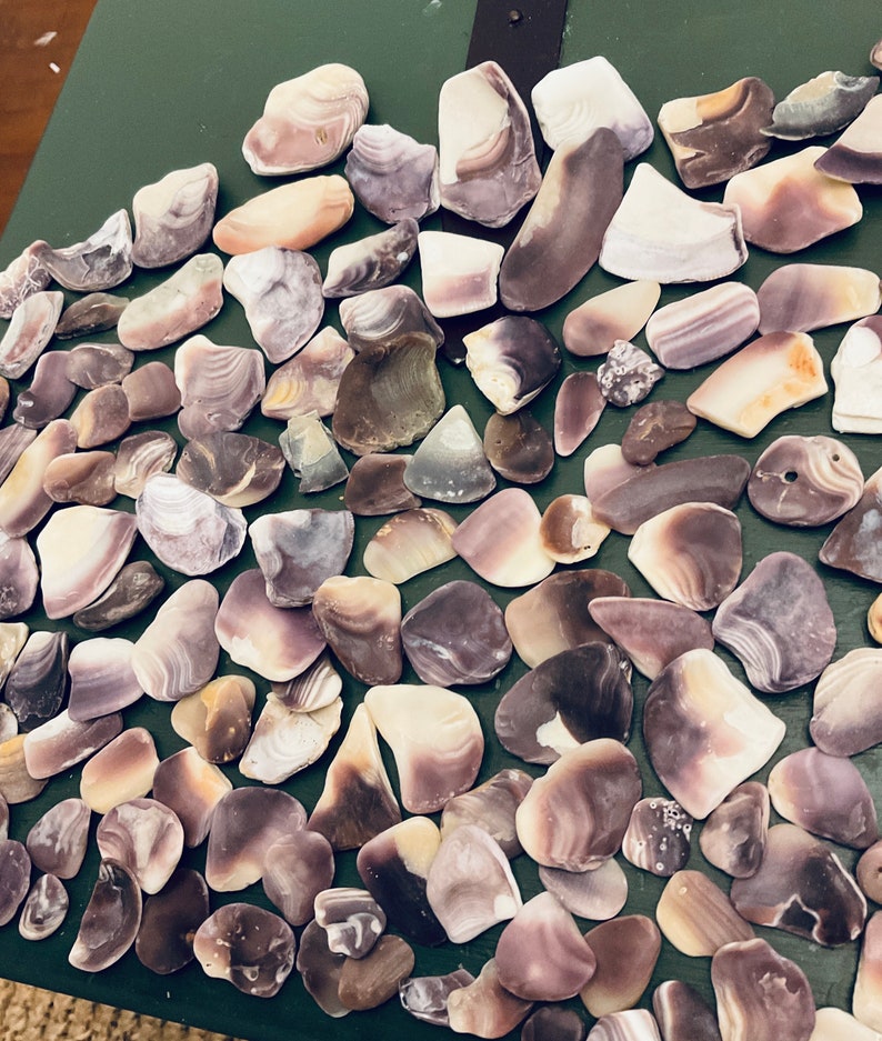 Wampum Quahog Clam Shell Natural Purple Chunks Pieces Beach Ocean ...