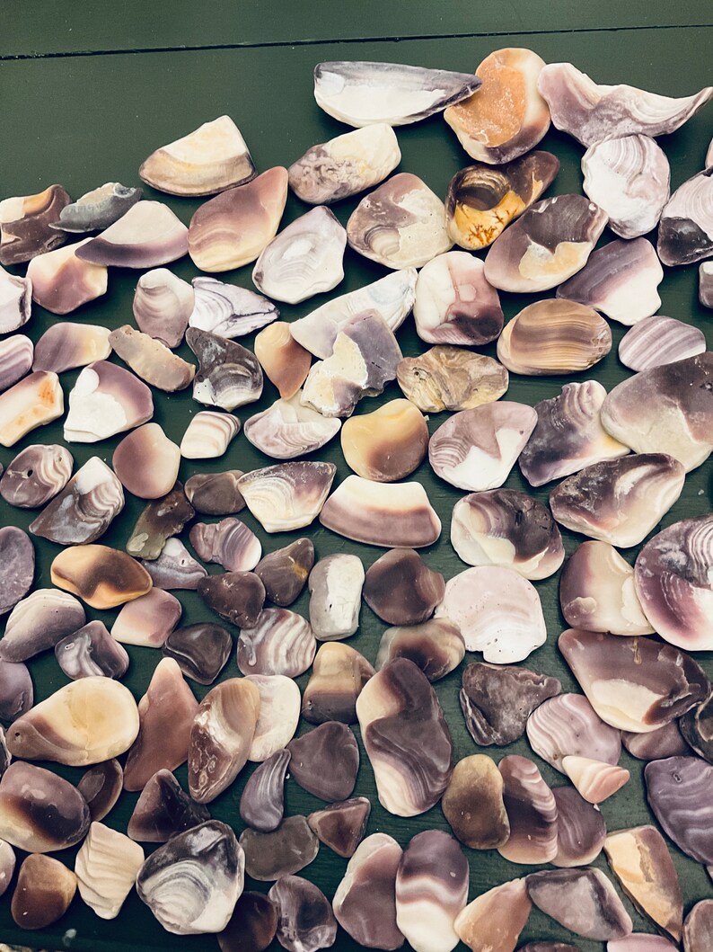 Wampum Quahog Clam Shell Natural Purple Chunks Pieces Beach Ocean ...