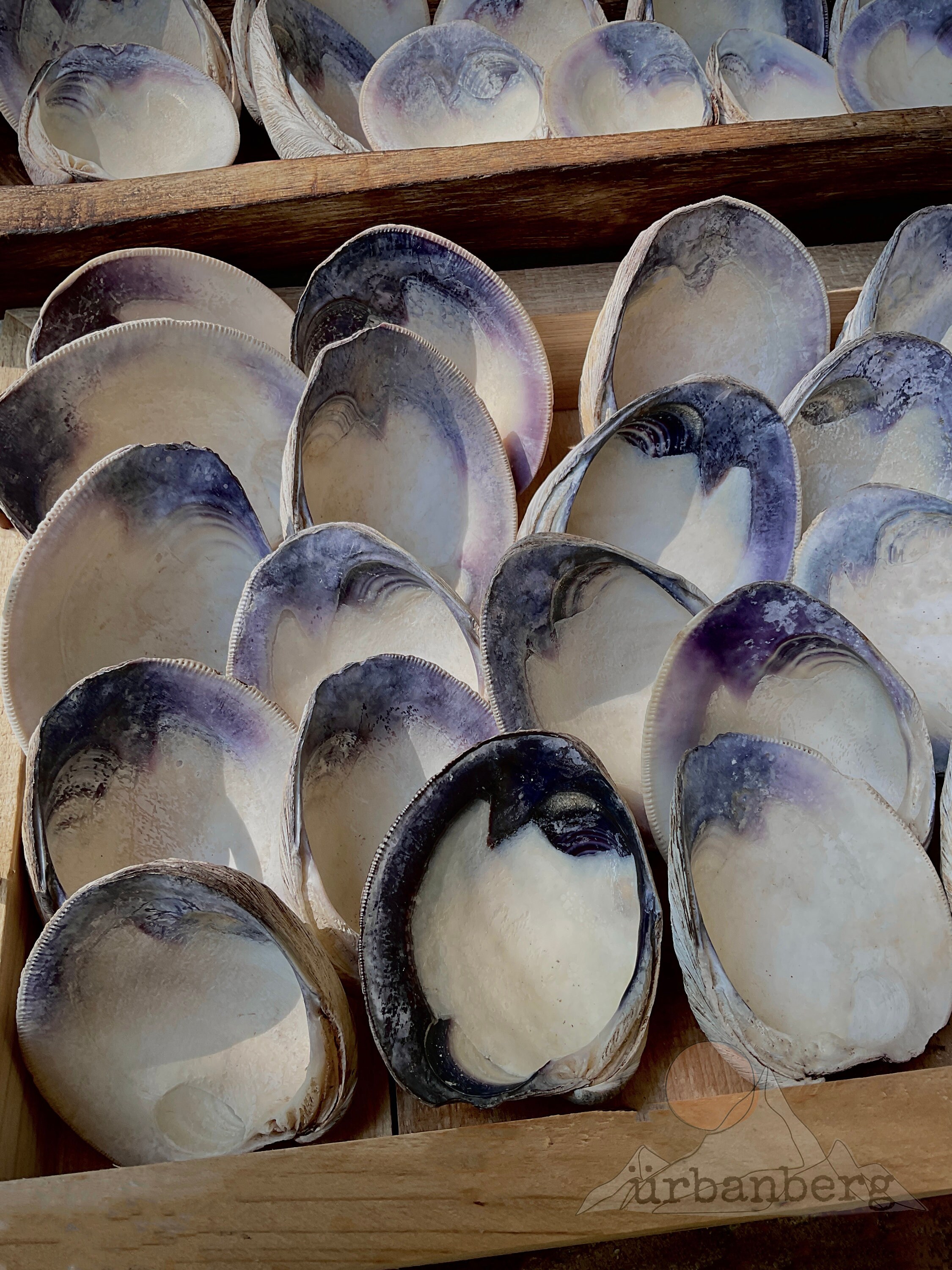 10 Quahog Clam Natural Seashells With Purple Wampum Bulk Craft Blanks ...