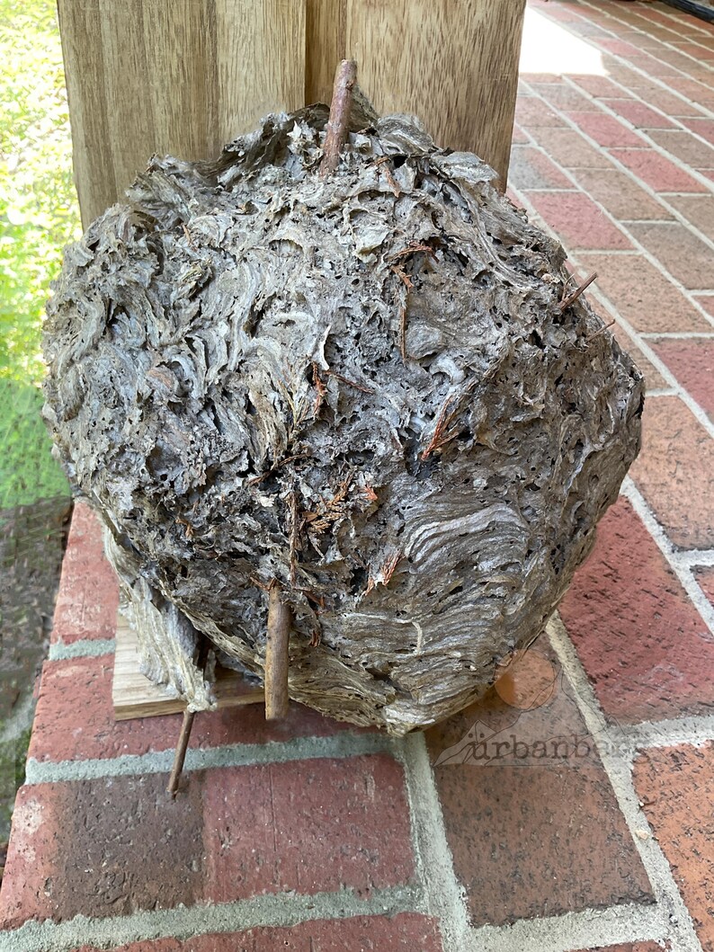 Large Paper Wasp Nest - Etsy