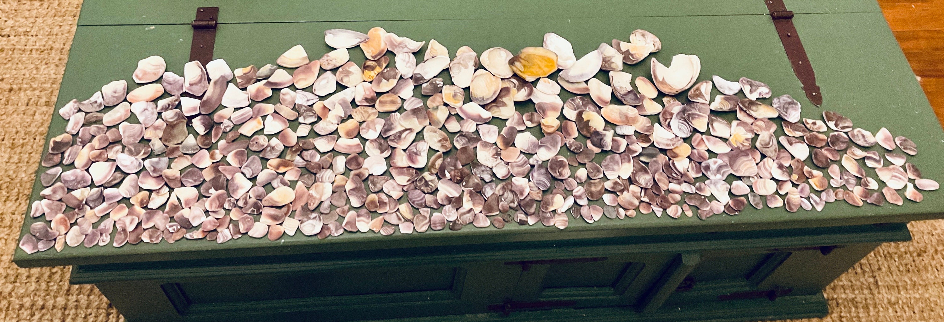 Wampum Quahog Clam Shell Natural Purple Chunks Pieces Beach Ocean ...