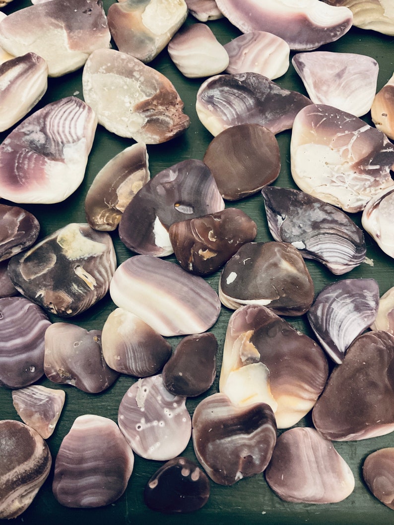 Wampum Quahog Clam Shell Natural Purple Chunks Pieces Beach Ocean ...