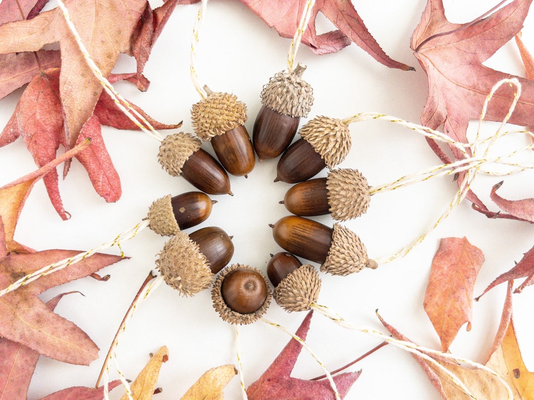 10 Pieces Real Acorn Christmas Ornament, Natural Christmas Tree Decor ...