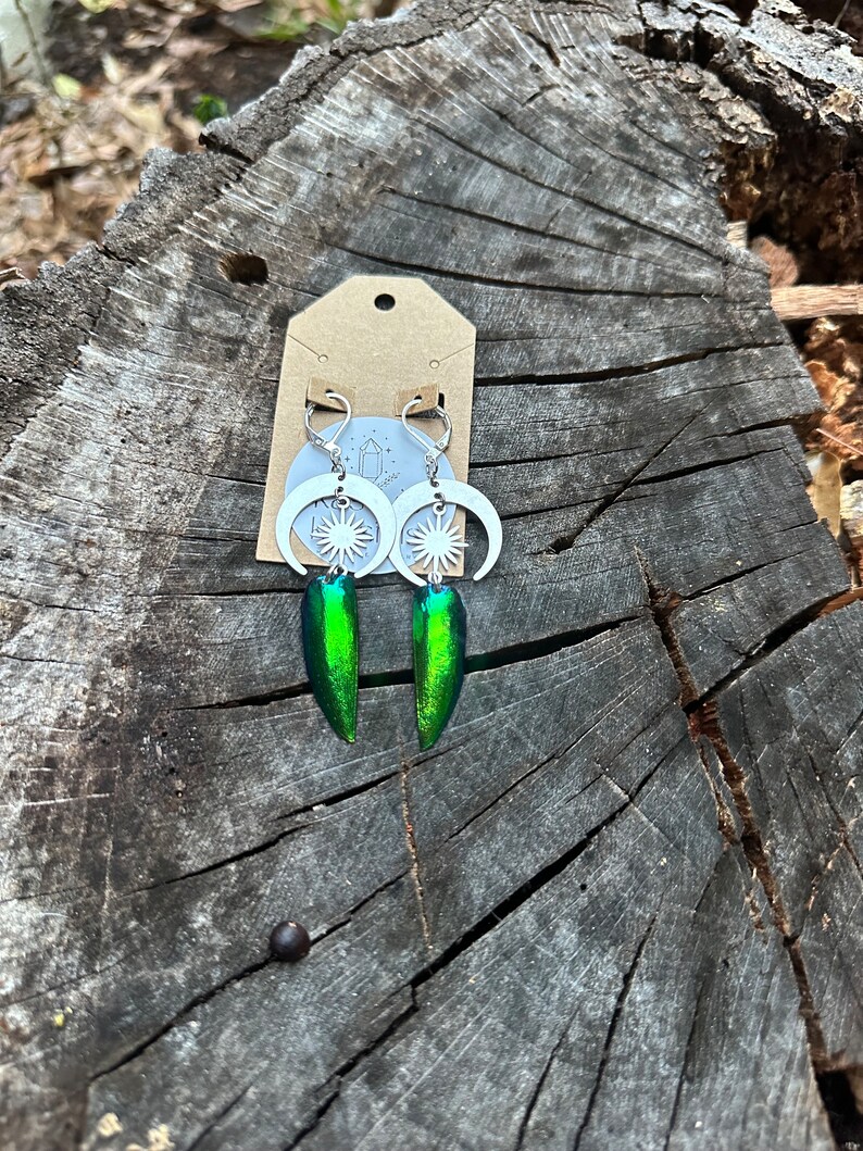 Real Beetle Wing Earrings, Jewel Beetle Elytra, Gauges, Gauge Friendly ...