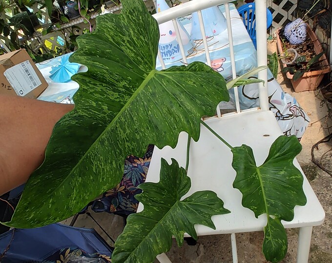 Philodendron Mottled Dragon Unrooted Top Cut - Etsy