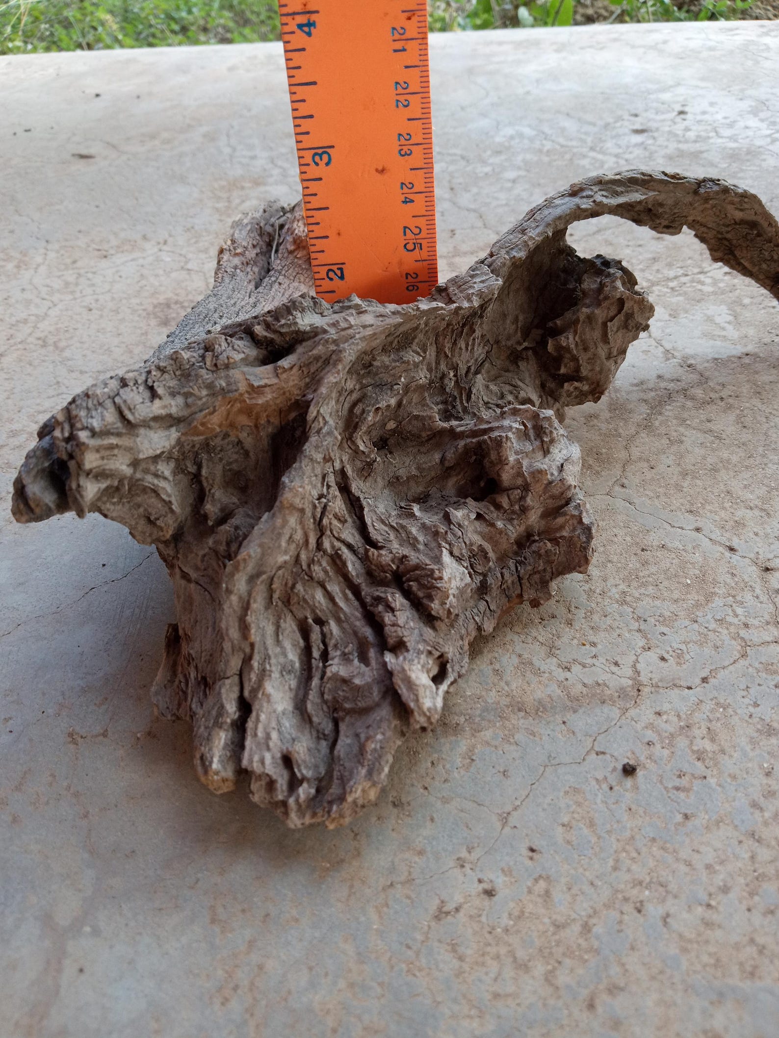 Twisted Hunk of Weathered Live Oak Tree Bark (driftwood-like ...