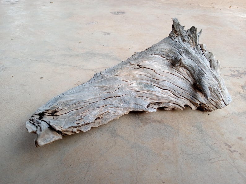Weathered Juniper Cedar Root for Yard or Garden Landscaping or Accent ...