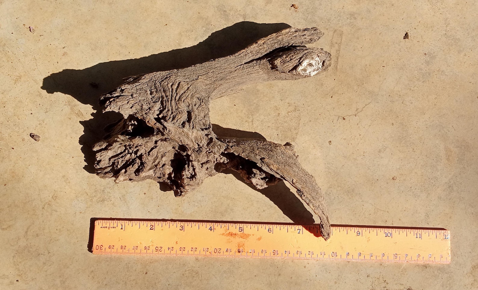 Twisted Hunk of Weathered Live Oak Tree Bark (driftwood-like ...