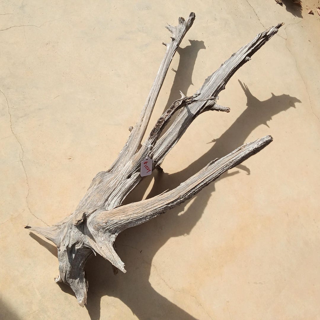 Extra Long Branching Cedar Stump Driftwood With Root Nubs, Local Pickup ...