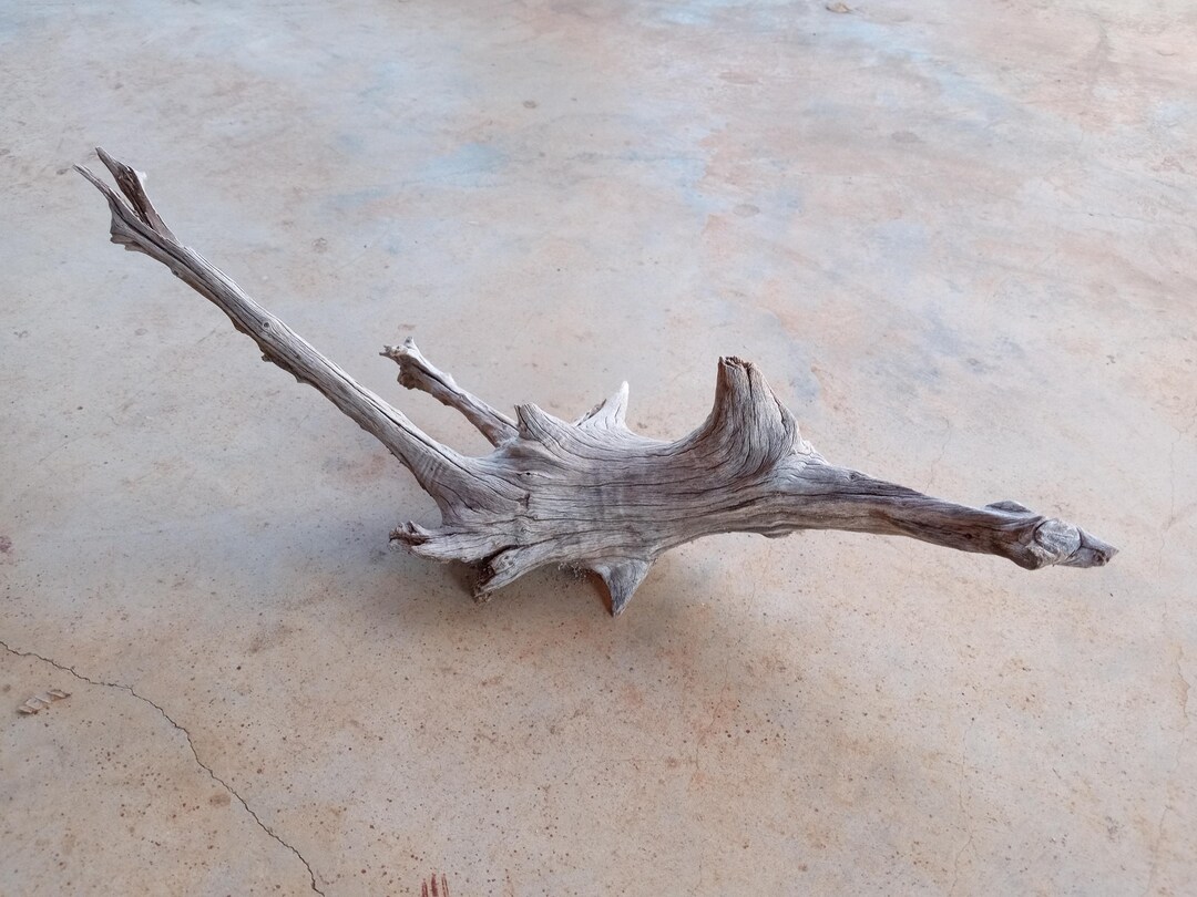 Weathered Juniper Cedar Root, Drift Wood-like: Desert Decoration for ...