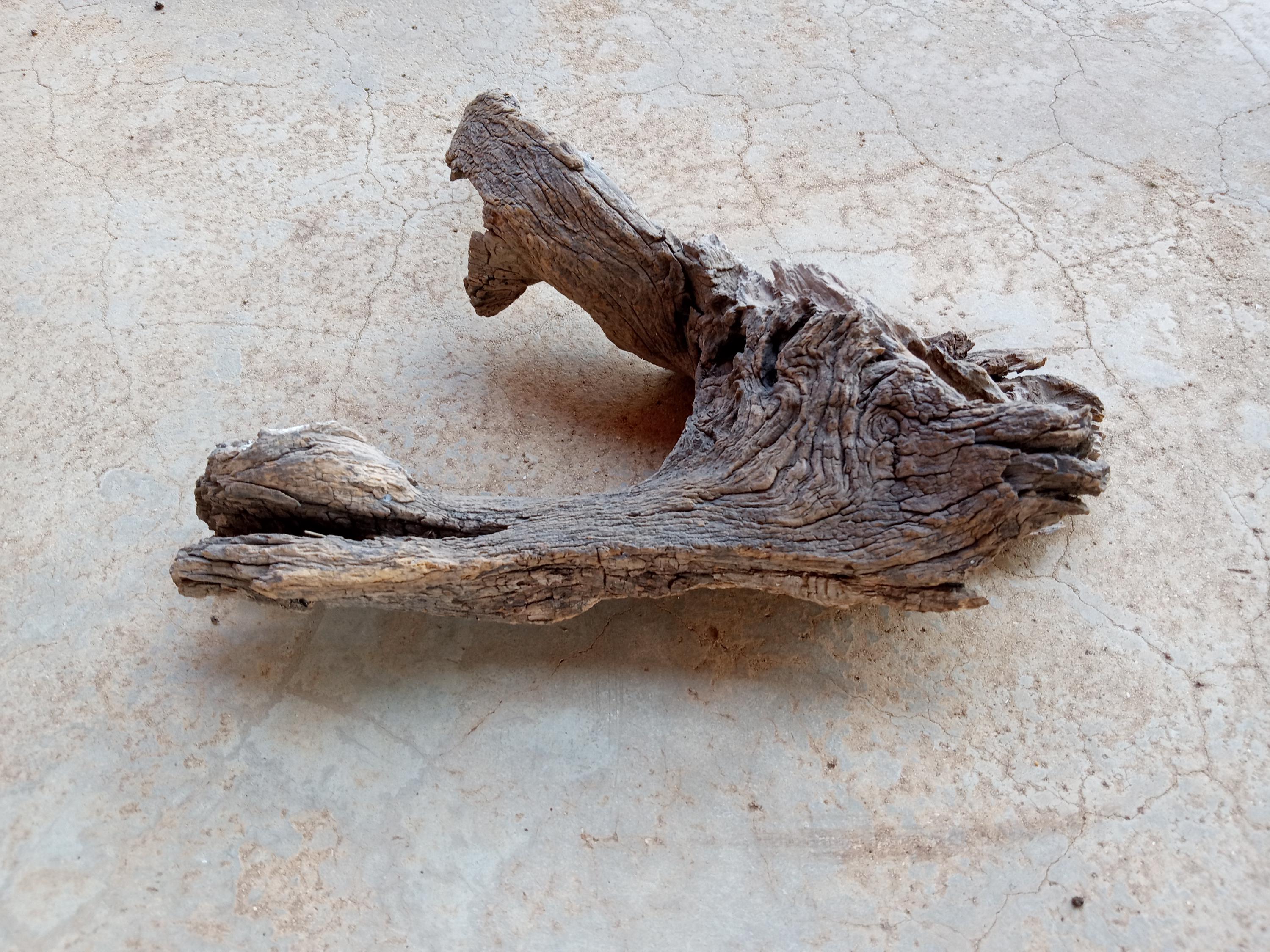Twisted Hunk of Weathered Live Oak Tree Bark (driftwood-like ...