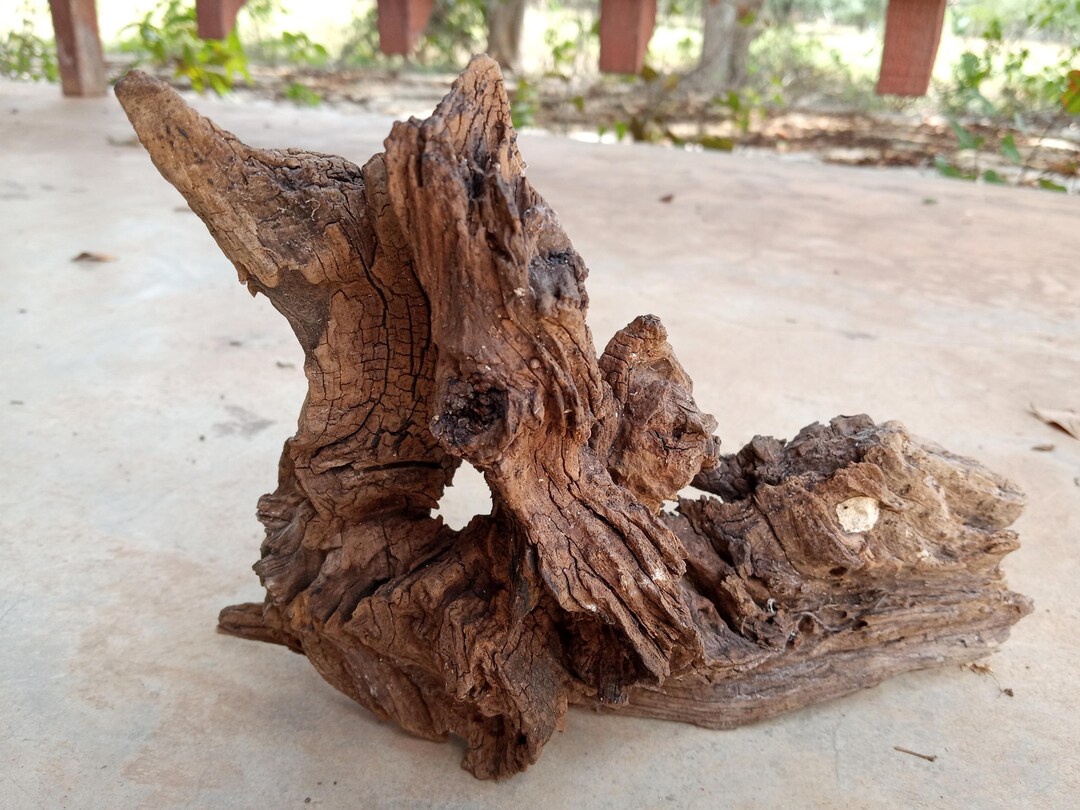 Gnarly Oak Tree Bark: Decoration for Gecko or Snake Aquariums ...