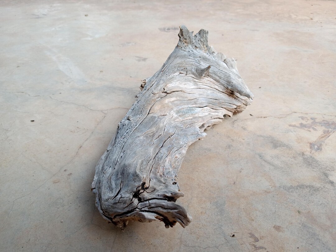 Weathered Juniper Cedar Root for Yard or Garden Landscaping or Accent ...