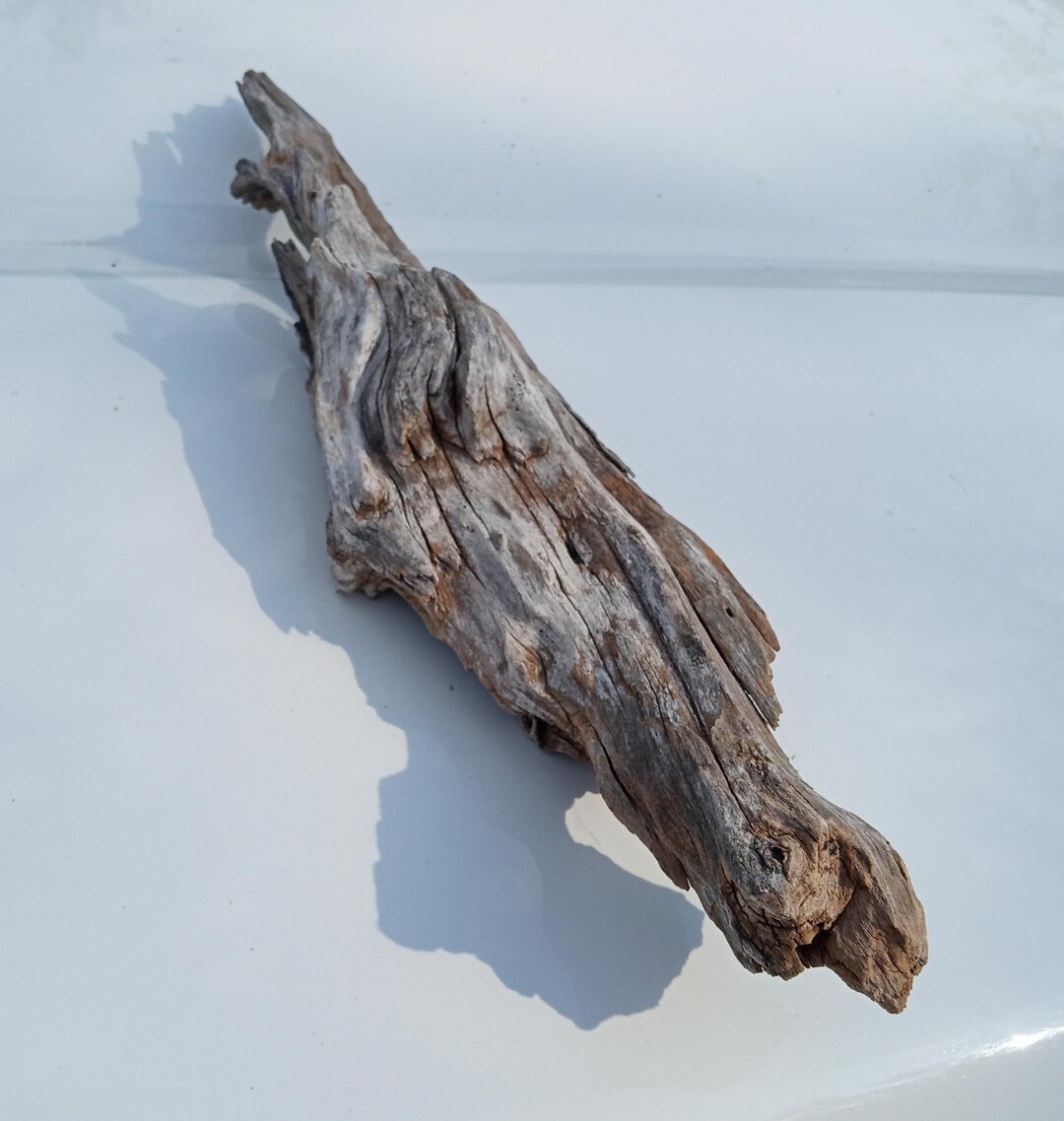 Gnarly Oak Tree Bark or Branch (driftwood-like): Decoration for Insect ...