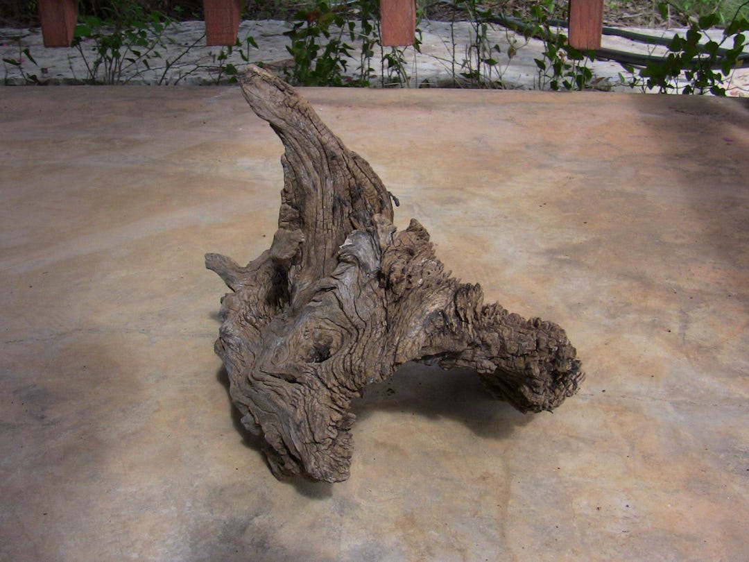 Twisted Hunk of Oak Tree Bark - (driftwood-like): Decoration for Insect ...