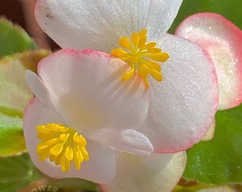 Dragon Wing Begonia - Etsy