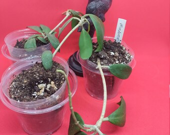 Hoya Mindorensis Rare Hoya Rooted Plant | Etsy