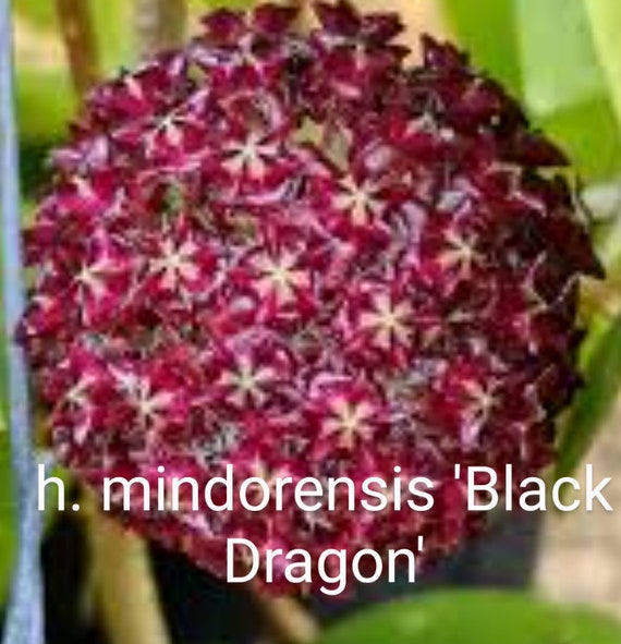 Hoya Mindorensis 'black Dragon - Etsy