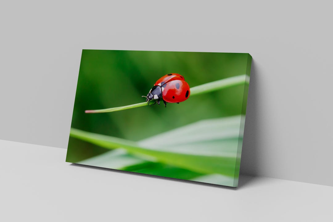 Ladybug Canvas Wall Art, Nature Macro Insect Print, Red Ladybug on Leaf ...