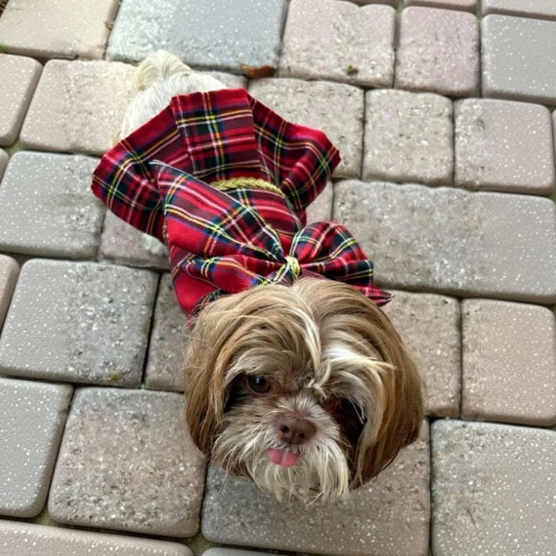 Red and Gold Dress for Dogs - Etsy