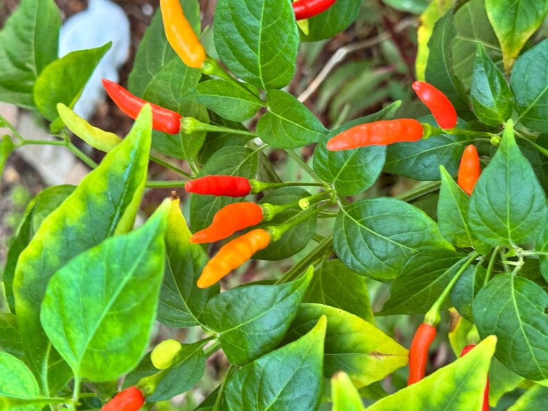 20 Florida Grove Pepper Seeds | Super Hot Wild Firecracker Variety ...