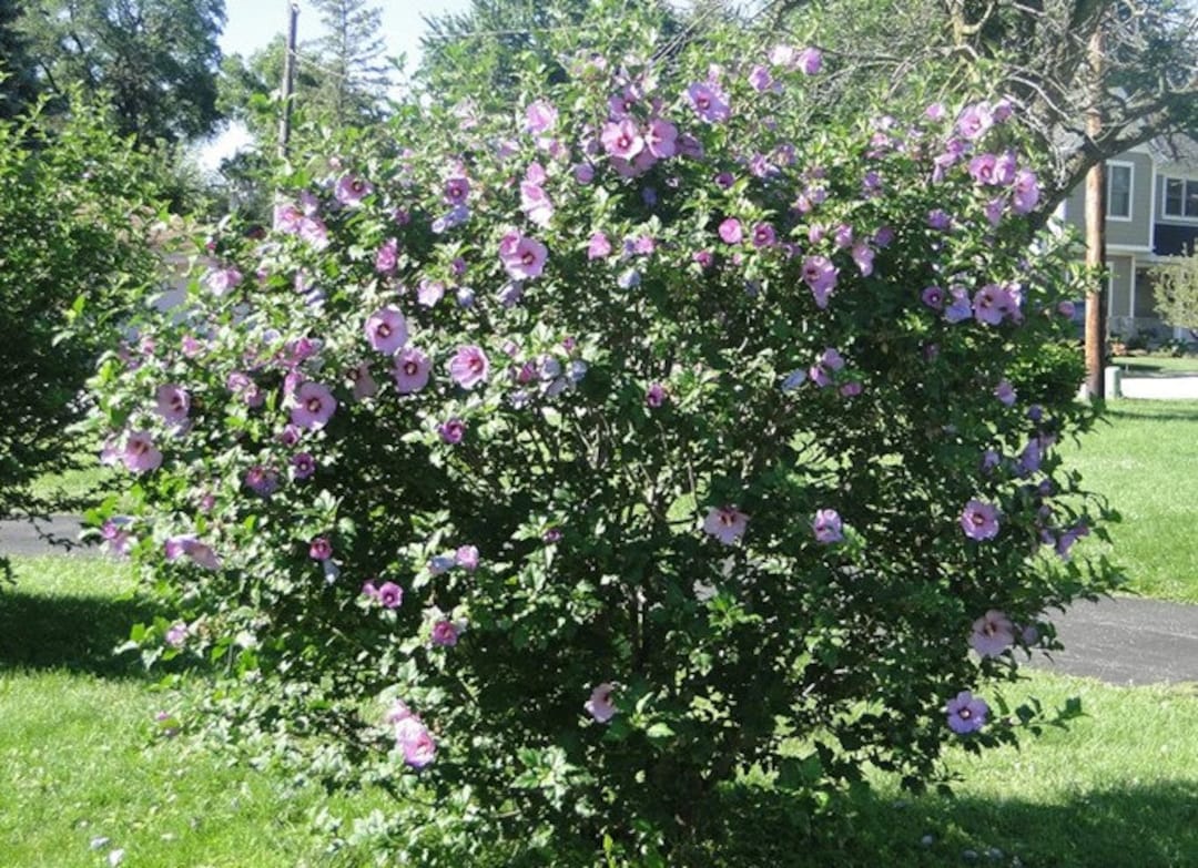 Minerva Hibiscus, Rose of Sharon, Althea, Lavender Pink Flowers, 2 ...