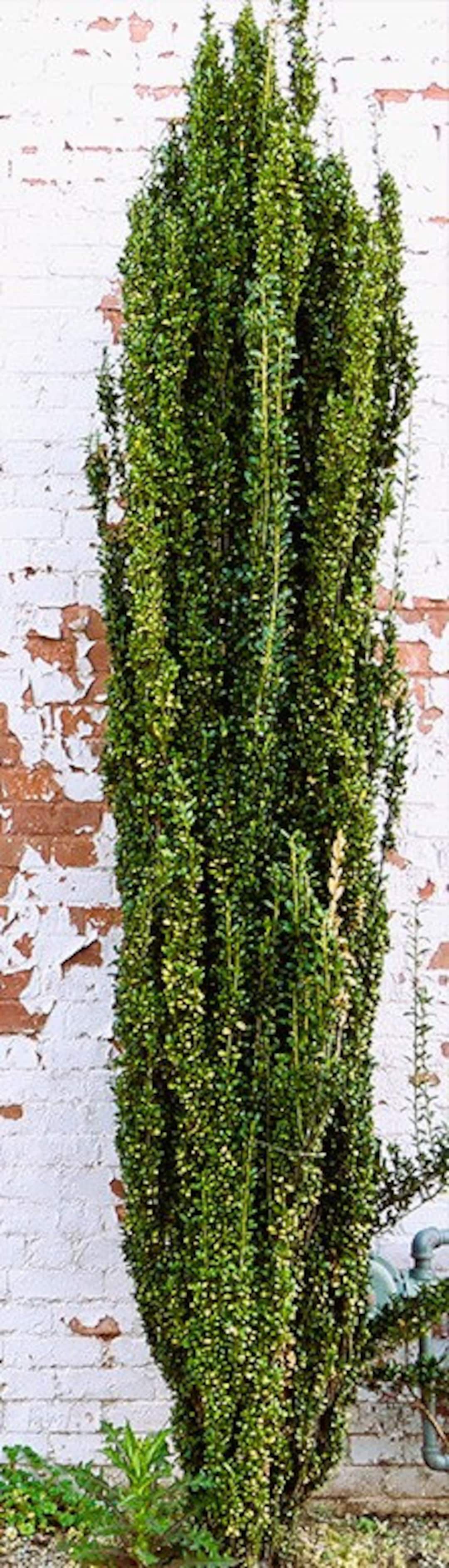 Sky Pencil Holly 1 Plants in 3.5 Inch Pot, Japanese Holly, Holly Bush ...