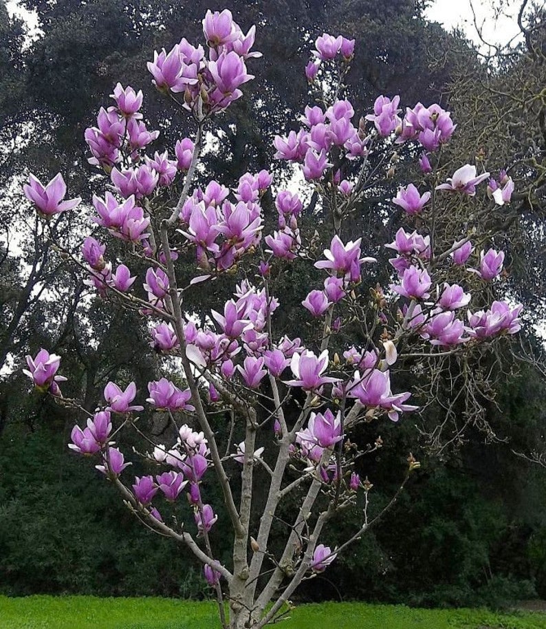 Saucer Magnolia Tree, Pink White Purple Flowers, 2.5 Inch Potted Plant ...